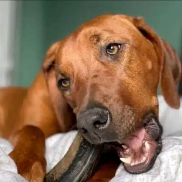 MastiBox Mastication Grand Chien – Animasoin