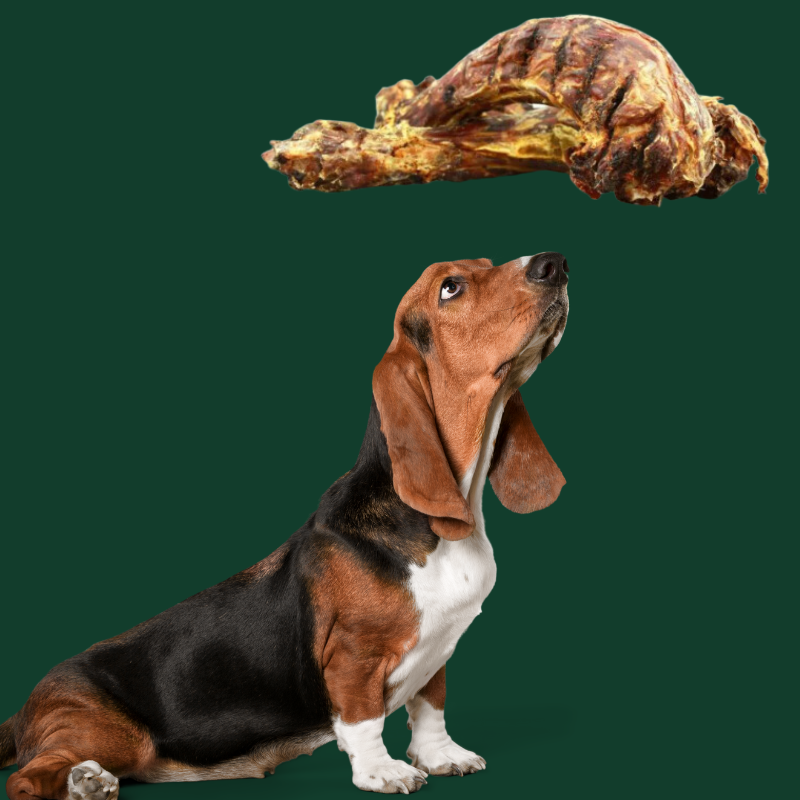 Cous de dinde séchés pour chiens – Animasoin